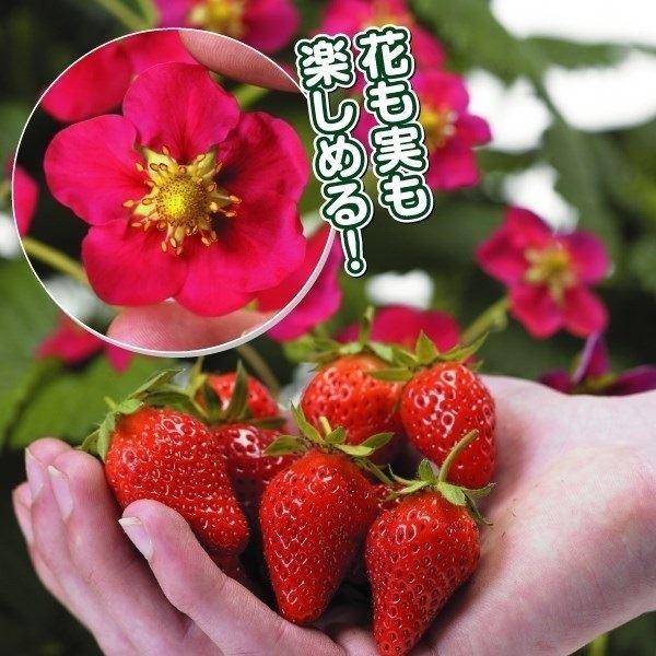 ●商品情報：濃いピンク色の花と真っ赤な実が同時に楽しめる四季なりいちご。ハンギングにしても楽しめます。●お届け状態：ポット苗●収穫期：5〜11月●耐寒性：強●日照：日なた●分類：多年草●備考：※写真は収穫物のイメージです。