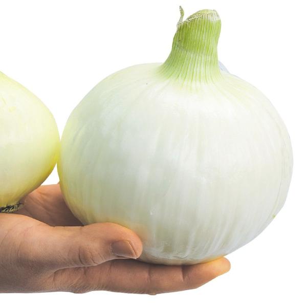 ●商品情報：早生で肥大力抜群!　通常栽培で350g、マルチ栽培では400〜500gにもなる、ふんだんに使える超大玉の早生玉ねぎです。瑞々しく甘味強く、サラダなどの生食が絶品!●球重（約）：350〜500g●早晩性：極早生(収穫4月上旬〜)●...
