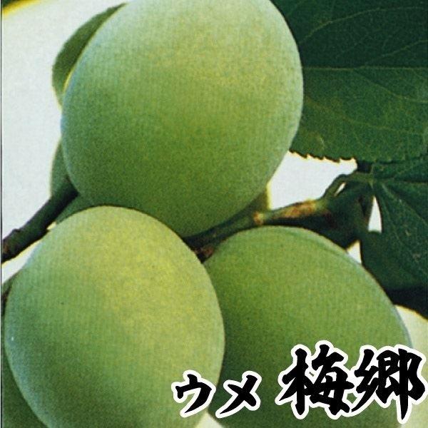 ●商品情報：樹勢強く実つき抜群のウメ! 果肉厚く、梅酒に最適。果重約25g。●お届け状態：接木1年生根巻苗●分類：落葉樹 ●収穫期(約)：6月中旬●日照：日なた●耐寒性：強●栽培適地：庭・鉢●栽培ポイント：1本では実らないので、小梅などを混植する