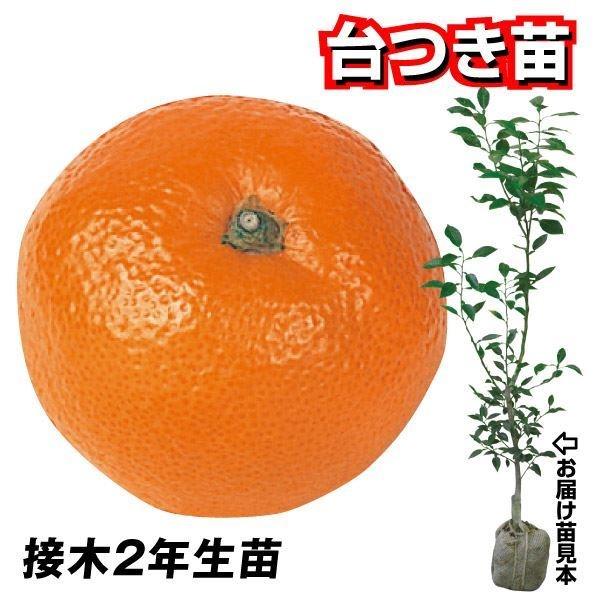 ●商品情報:早生温州みかんの定番品種。樹勢強く結実しやすい。豊産性で毎年よく結実します。【台つき苗とは】通常お届けする苗木は、時期になると掘り起こし、根についた土を一旦落とします。しかしこちらの「台つきカンキツ苗」は、土を四角く掘り起こし、...