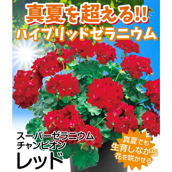 ゼラニューム 苗 スーパーゼラニウム チャンピオン レッドPVP 2株 PW 花苗 花の苗 | 花と緑 国華園 | SitePromo