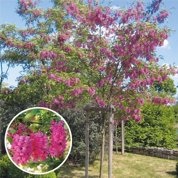 ●商品情報：ハナエンジュとニセアカシアとの交雑種で、紫紅色の花が株いっぱいに垂れ下がり美しい。生長が速くやせ地でも栽培でき、庭木にオススメ!!☆この商品は、10月下旬〜発送開始の秋の予約苗です。●お届け状態：挿木2年生12cmロングポット苗...