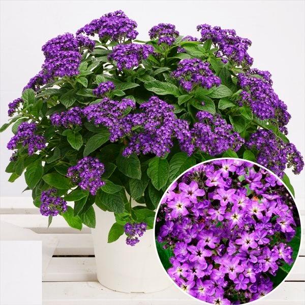 ●商品情報：夏も休まず開花するヘリオトロープ!!暑い環境下でも連続開花性に優れる品種です分枝性が良くボリューム満点!草姿はコンパクトでまとまり良いです。香水の原料にもなる柔らかなバニラの香りも魅力的。ホプリやドライフラワーにもオススメ♪  ...