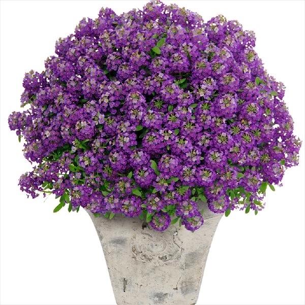 ●商品情報：耐暑性抜群のスーパーアリッサム!!生育旺盛でボリューム満点!!強健で育てやすい優秀品種!開花期間も抜群に長く、花壇を華やかに彩ります。珍しい紫系で他とは違う雰囲気を演出します。寄せ植えでもスーパーアリッサムだけでもどちらでもお楽...