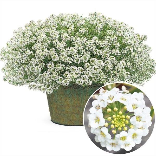 ●商品情報：耐暑性抜群のスーパーアリッサム!!生育旺盛でボリューム満点!!強健で育てやすい優秀品種!開花期間も抜群に長く、花壇を華やかに彩ります。オシャレな斑入り葉が他とは違う雰囲気を演出します。寄せ植えでもスーパーアリッサムだけでもどちら...