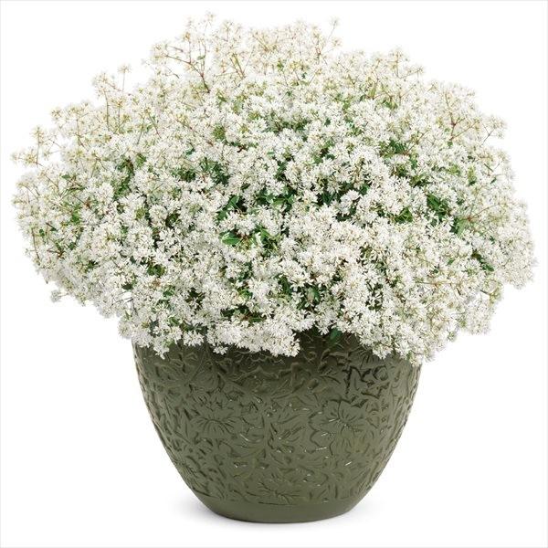 ●商品情報：生育旺盛な八重咲品種!ふんわりとした草姿で花壇を真っ白に演するユーフォルビア。丈夫で手間いらずで長〜く咲く!どの植物とも相性が良いので寄せ植えにも最適です。登録名：INCHADSNOW   ●お届け状態：ポット苗   ●分類：多...