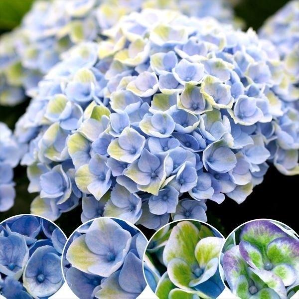 ●商品情報：マジカルレボリューションブルーは発色がとても美しく、だんだんと色づき綺麗なヴィンテージカラーが楽しめるアジサイです。変化する花色を楽しめるマジカルシリーズ!! 花弁が強く花が長もちで、上手に管理すると秋のアンティークカラーまで楽...