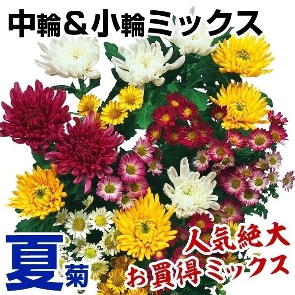 ●商品情報白花系・黄花系・赤花系(黄花・赤花系は花色に色幅あり)の中から、花色見計らい・名称なしでお届けします。※写真の花色は一例で、花色指定はお受けできません。花期は気温・生育環境によりずれる場合があります。●お届け状態：6cmポット苗(...