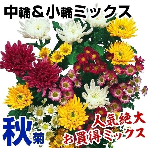 ●商品情報白花系・黄花系・赤花系(黄花・赤花系は花色に色幅あり)の中から、花色見計らい・名称なしでお届けします。※写真の花色は一例で、花色指定はお受けできません。花期は気温・生育環境によりずれる場合があります。●お届け状態：6cmポット苗(...