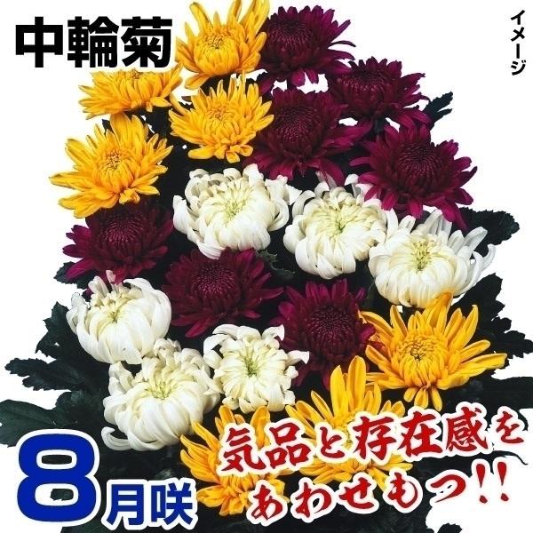 ●商品情報白花系・黄花系・赤花系の菊苗の中から、花色見計らい・名称なしでお届けします。●お届け状態：6cmポット苗（1ポット1芽入）●性質：多年草●日照：ひなた●耐寒性：強●用途：庭・鉢・切花●備考：写真の花色は一例で、花色の指定はお受けで...