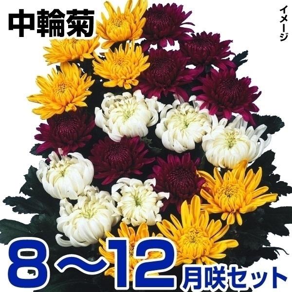●商品情報8〜12月咲の中輪菊をそれぞれ赤・黄・白花、各2株ずつ、計30株をセットでお届け!●お届け状態：6cmポット苗（1ポット1芽入）●性質：多年草●日照：ひなた●耐寒性：強●用途：庭・鉢・切花●備考：写真の花色は一例で、花色の指定はお...