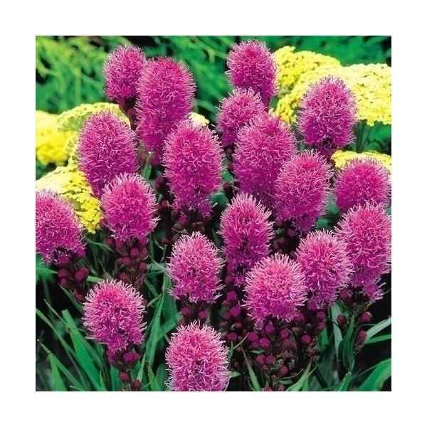 ●学名・英名：Liatris spicata Kobold●商品情報：花穂が短くてかわいいリアトリス。切花アレンジの他、比較的低草丈なので鉢植えや庭植えも魅力的。2〜3年植え替え不要。キク科。●お届け状態：球根(球周約8cm)●開花期(約)...