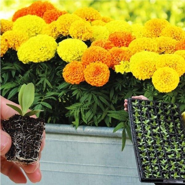 ●商品情報：花径７〜８ｃｍと大輪花を咲かせるアフリカン系。耐暑性抜群で育てやすく、夏〜晩秋まで楽しめます。   ●お届け状態：プラグ苗(72穴・70本入り)   ●分類：1年草   ●草丈：25-30cm   ●日照：日なた   ●栽培適地...