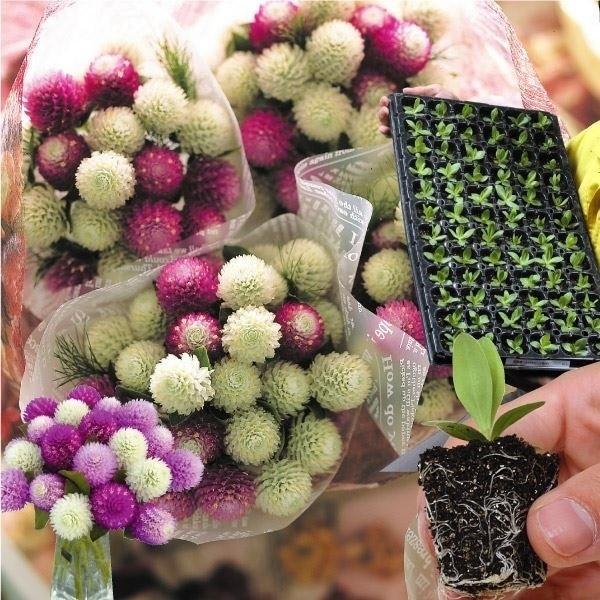 ●商品情報：花茎が硬く、切花やドライフラワーで大活躍!暑さ・乾燥に強い!!   ●お届け状態：プラグ苗(72穴・70本入り)   ●分類：1年草   ●草丈：90cm   ●日照：日なた   ●栽培適地：庭・鉢・切花   ●開花期：7-10...