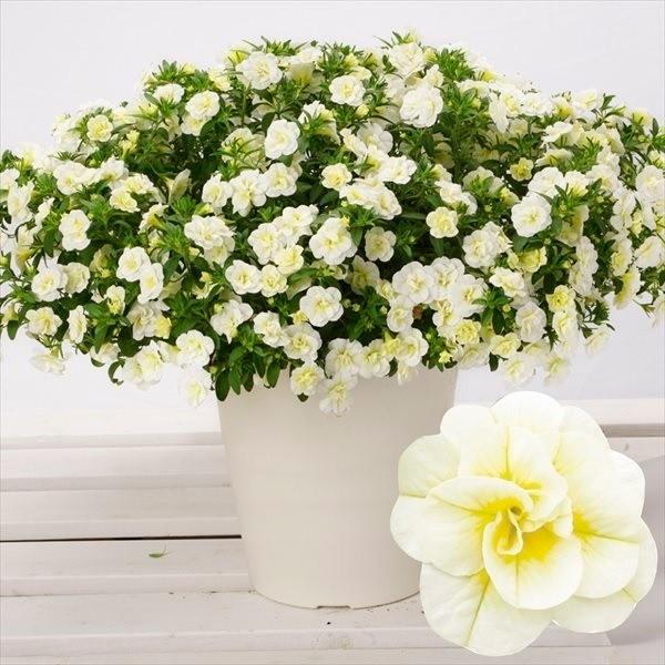 ●商品情報：カリブラコアの八重咲き種は真夏になると一重咲きになることがありますが、『スーパーベルダブル』は性質が安定しており、高温期でも一重になりにくく、春から晩秋まで可愛らしい八重咲き花を楽しめます。1株で直径40〜60cmまで広がり、こ...