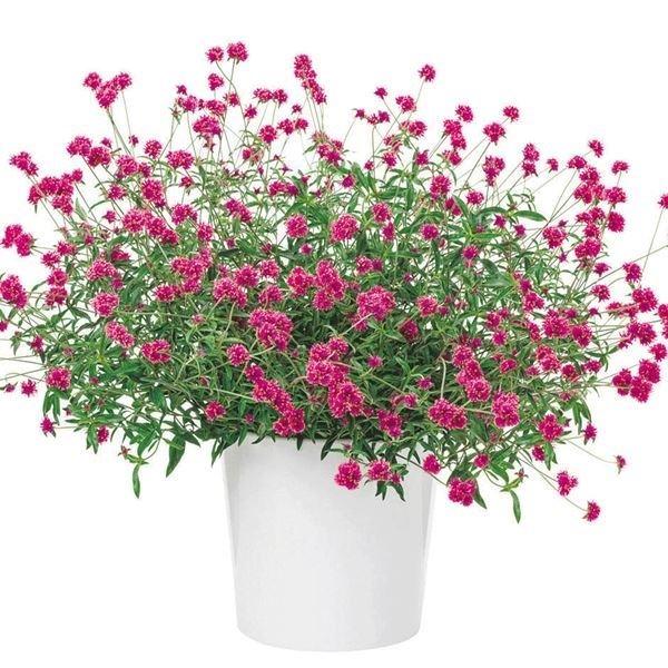 ●商品情報：咲きあふれる愛の花♪ 一般的な品種に比べ、分枝性に優れています。連続開花性も抜群で、晩秋まで咲き続けます。丈夫で育てやすく、花壇や寄せ植えに最適な千日紅です。切花やドライフラワーとしてもお楽しみ頂けます。登録名：PAST0517...