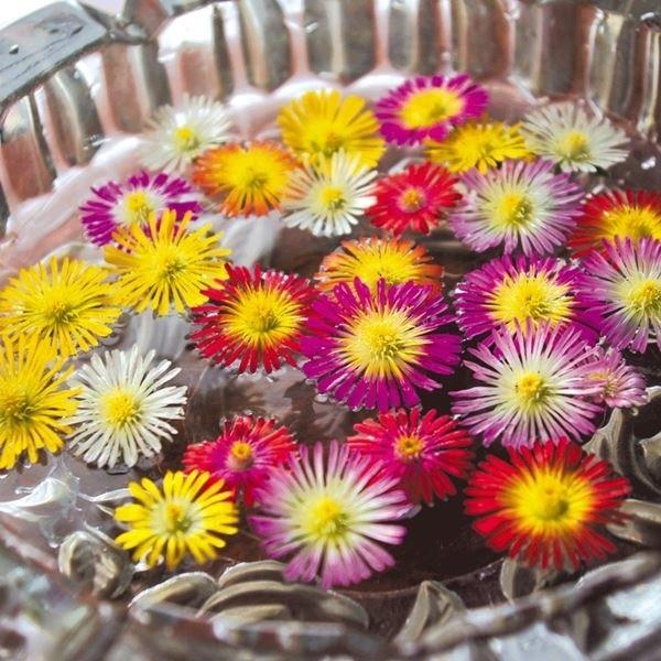 ●商品情報：横に広がる草姿で開花時期が長い!急激な広がり方をしないので、土の浅い場所やロックガーデンに最適です!6品種の中からおまかせでお届けします。   ●お届け状態：9cmポット苗   ●分類：多年草   ●開花期(約)：3-11月  ...