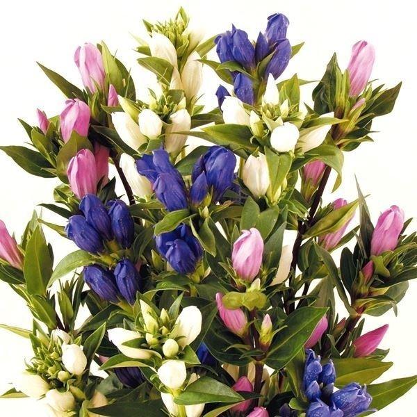 ●商品情報：紫・白・桃の３色リンドウセット。可愛い花が３色揃うととってもきれいです。   ●お届け状態：ポット苗   ●開花期：8〜11月   ●草丈：40〜60cm   ●日照：日なた   ●耐寒性：強   ●用途：庭・鉢・切花