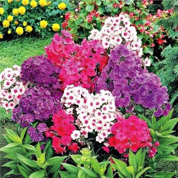 ●商品情報：フロックスは北海道から九州まで栽培でき、放任栽培でも次々に開花します。   ●お届け状態：ポット苗   ●分類：多年草   ●花期(約)：6〜9月   ●日照条件：日なた、半日陰   ●耐寒性：強   ●草丈(約)：70〜100...