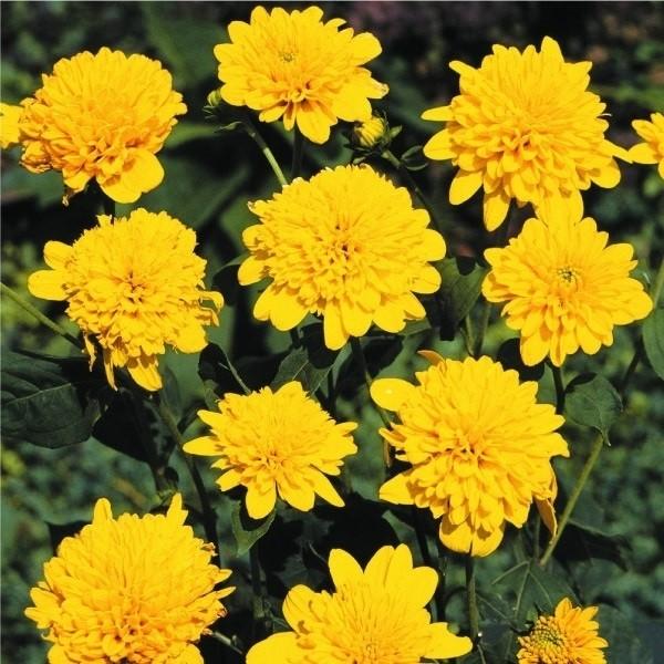 ●商品情報：花の少ない夏季に長期間花を咲かせる強健宿根ひまわり。八重咲で豪華！   ●お届け状態：ポット苗   ●分類：多年草   ●開花期：7〜10月   ●草丈：1〜1.5m   ●日照：日なた   ●耐寒性：強   ●用途：庭・鉢・切花