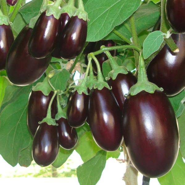 ●商品情報：ザクザク実ってどっさり収穫！ 房どり豊産性小ナス。葉やガクにトゲがなく房どりができる小ナス。1株で100果以上も実る豊産性で、株に沢山実った姿は圧巻。肉質緻密な米ナスタイプで大変美味しい。漬物や揚げ浸しなどに抜群で、直径約2.5...