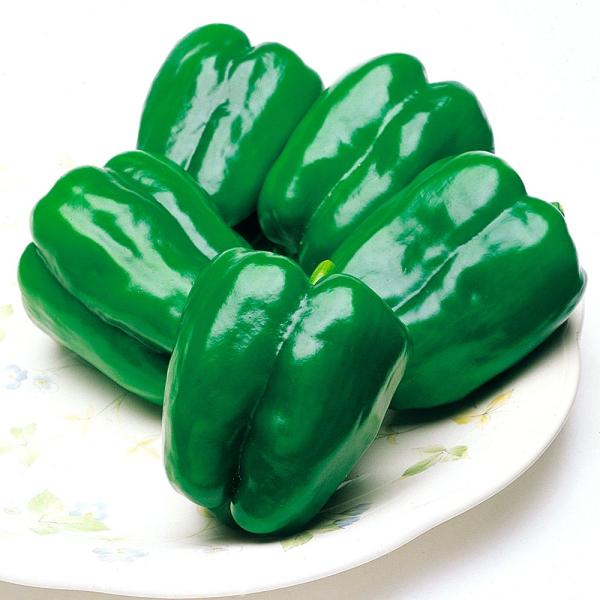 ●商品情報：ツヤのある濃緑色とボリューム感のある中獅子型で見栄え抜群ピーマン。病気に強く、全期間において収量が多い豊産優良品種。●果重（約）：40g●お届け状態：接木9cmポット苗●備考：※接木苗、特にウリ科植物(ゴーヤ・キュウリ・メロン・...