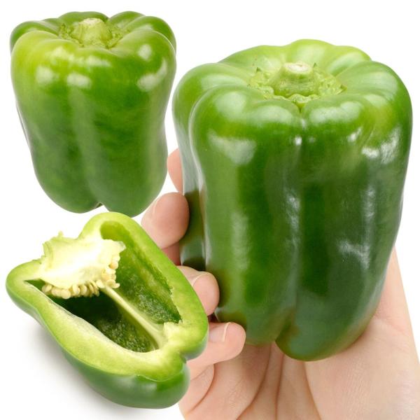 ●商品情報：光沢ある鮮緑色果は豊満良果で多収！ 肉厚で柔らかな果肉は食味極上。収穫は40g〜100gまで幅広く用途多彩。●果重（約）：40〜100g●お届け状態：接木9cmポット苗●備考：※接木苗、特にウリ科植物(ゴーヤ・キュウリ・メロン・...