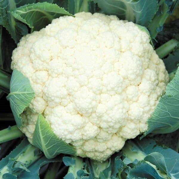 ●商品情報：大型の美しい品種。耐暑性もあり、作りやすい！●頂花蕾重（約）：1200g●早晩性：中早生●定植から収穫までの日数（約）：―※種まきから定植まで約30日●お届け状態：種子●入り数の目安：1mlあたり約125〜175粒入り※品種によ...