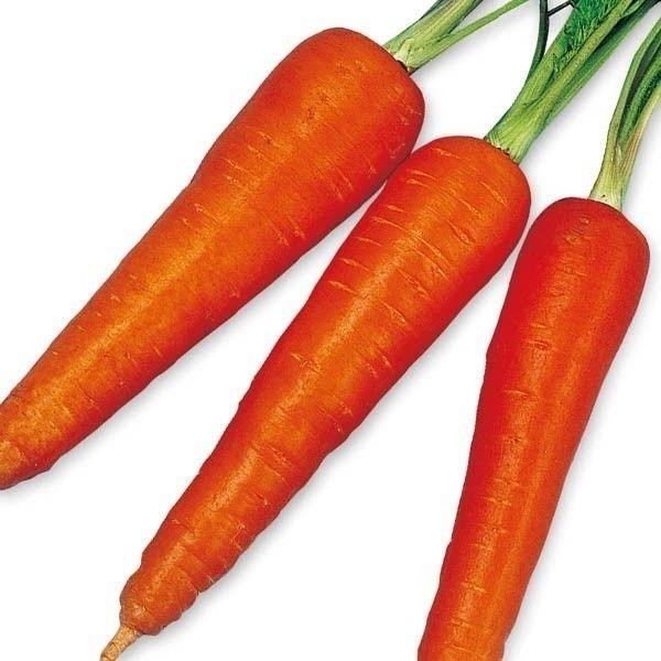 ●商品情報：大型で豊産性の品種。早太りで食味良い。●根長（約）：18〜20cm●お届け状態：種子●入り数の目安：10mlあたり約2000〜3000粒入り※品種により差があります。●発芽適温：15〜25℃※発芽させるには播種床を上記の温度にし...