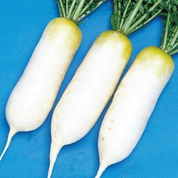 ●商品情報：青首の使い切りサイズ。よく太り、肉質良くやわらかで美味！ 秋まきもできます。●根長（約）：25cm●お届け状態：種子●入り数の目安：10mlあたり約200〜400粒※入り数は目安です。品種により差があります。●発芽適温：15〜3...