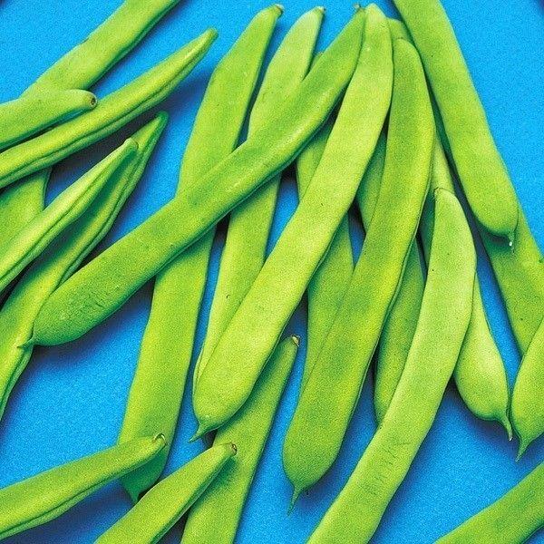 ●商品情報：耐暑性、耐病性が極めて強い。早めに収穫するとすじなしで柔らかい。●果長（約）：15cm●つるの有無：つるあり●お届け状態：種子●入り数の目安：30mlあたり約75〜110粒※入り数は目安です。品種により差があります。●発芽適温：...