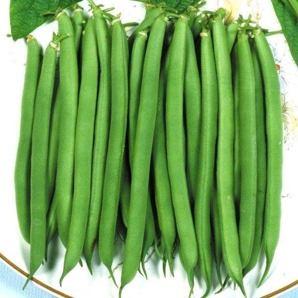 ●商品情報：柔らかく曲がり少なく食味良い。播種後約50日で収穫可能。●果長（約）：14cm●つるの有無：つるなし●お届け状態：種子●入り数の目安：30mlあたり約75〜110粒※入り数は目安です。品種により差があります。●発芽適温：23〜2...