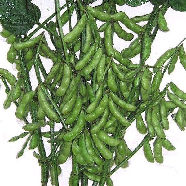 ●商品情報：播種後約85日から収穫可能。大粒の3粒莢が多い。甘味が強く、食味良い。●早晩性：中早生●お届け状態：種子●入り数の目安：30mlあたり約60〜90粒※品種により差があります。●発芽適温：20〜25℃※発芽させるには播種床を上記の...