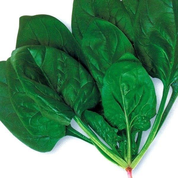 ●商品情報：早春〜初夏まきに適した晩抽系。半立性で葉柄は太く、濃色葉が見栄えも良いです。べと病抵抗性あり。●早晩性：早生●耐病性：ベと病抵抗性●お届け状態：種子●入り数の目安：50mlあたり約800〜2000粒入り※品種により差があります。...