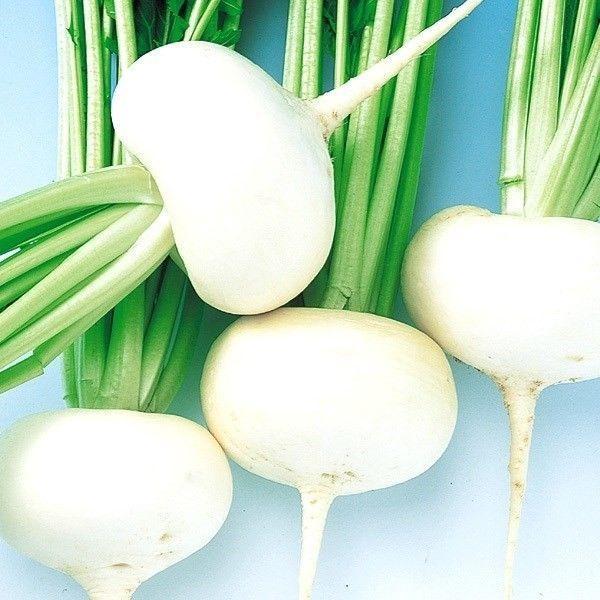 ●商品情報：丈夫で作りやすく家庭菜園にオススメ！ 耐暑性に優れ生育も速い。●根径（約）：9〜10cm●お届け状態：種子●入数の目安：10mlあたり約1000〜1500粒※品種により差があります。●播種適温：20〜25℃※発芽させるには播種床...