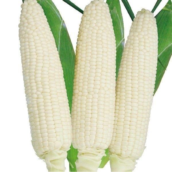 ●商品情報：茎が強健で倒伏に強く、高温下でも品質が落ちにくい優秀なホワイトコーン。艶のある白粒はくすみなく、加熱後も変色が少なく美しい!!　糖度が高く極甘にも関わらず爽やかな味わいもあり、何本でも食べられる美味しさです。●果重（約）：470...