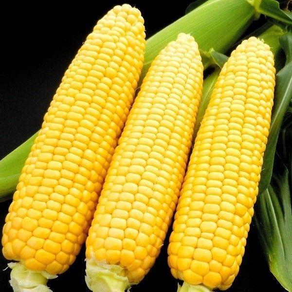 ●商品情報：高温期でも粒がしなびにくく甘味がしっかり乗ってくる!　糖度20度を記録した実績もある極甘果で、春と夏に分けて蒔けば２回収穫できます!●皮付重（約）：470g●果長（約）：240ｃｍ●早晩性：中晩生●お届け状態：種子●入り数の目安...