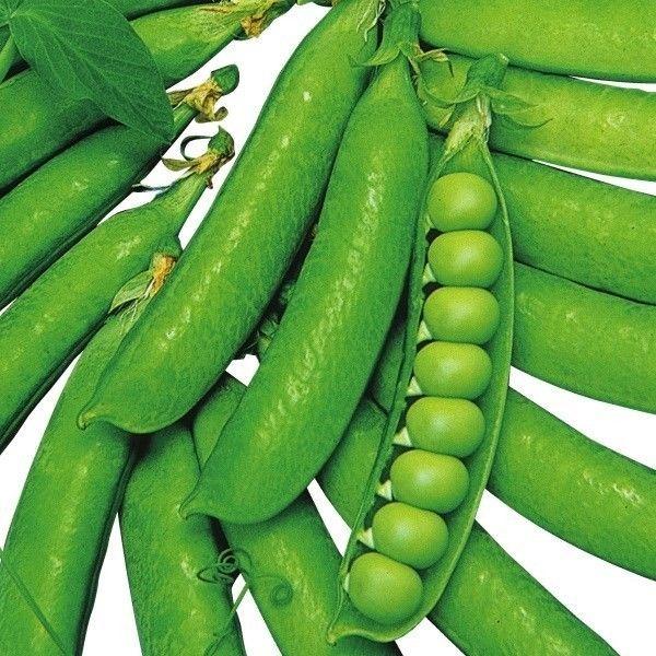 ●商品情報：強健で病気に強く、節間が短く作りやすい、超極早生エンドウ。濃緑色で甘味強い極上品質の実が収穫できます。●つるの有無：つるなし●お届け状態：種子●発芽適温：20〜30℃※発芽させるには播種床を上記の温度にしてください。●標準発芽率...