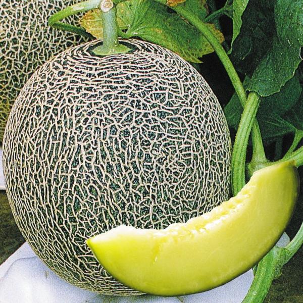 ●商品情報：糖度は16〜17度で安定しやすく、ご家庭用メロンとして人気の高い「タカミメロン」。つる割病に抵抗性をもち、育てやすいネットメロンです。肉質緻密で舌触りも良く、貯蔵性にも優れます。ヘタの外縁部が黄白色に変わったら収穫期の目安。●果...