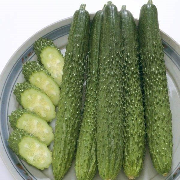 ●商品情報：四葉系キュウリの歯切れ・肉質の良さに、みずみずしさが加わり美味！　栽培後期まで草勢が強く安定します。耐病性も強く育てやすい！※うどんこ病・べと病・ウイルス耐病性●果長（約）：21〜22cｍ●お届け状態：種子●入り数：15粒●発芽...