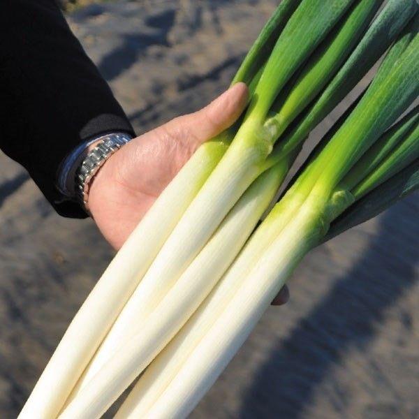 ●商品情報：美味で定評ある「葱奉行」を全面改良！ 耐暑性、肥大性、締まり、在圃性、耐寒性が更にパワーアップ！ 夏の暑さに強くなり、早太りしやすく長く楽しめます。葉も美味しくて軟らかく、熱を通すと甘味・旨味が強く、鍋物・焼き物に最適！●軟白部...