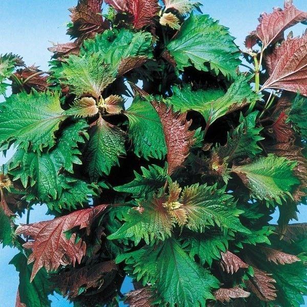 ●商品情報：育てやすく多収のシソ！ 色素が多く梅干しや紅しょうが用に。葉は表は緑色で裏は赤紫色、縮みと光沢があり、肉厚で柔らかい。●お届け状態：種子●備考：播種や植え付け後の栽培条件、天候等によりその結果が異なることがありますが、弊社の責と...