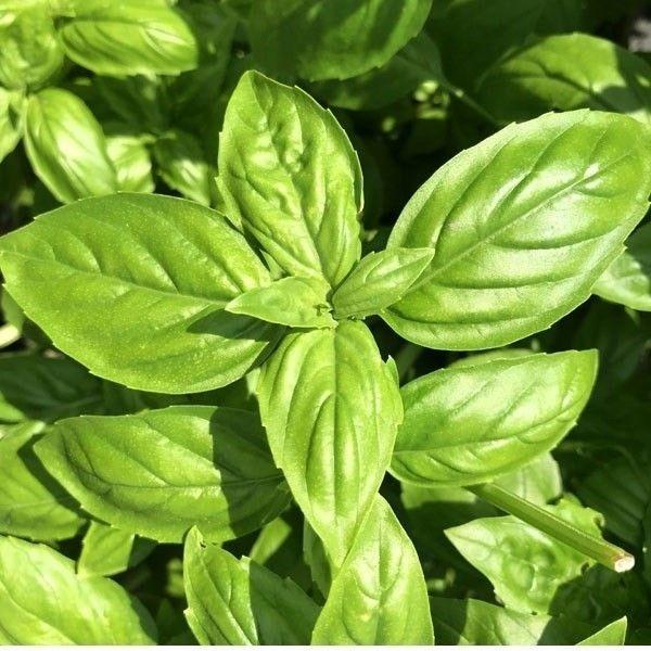 ●商品情報：従来品種より耐病性に優れていて育てやすいバジル！ 甘く爽やかなとっても良い香りがします。●お届け状態：種子●備考：播種や植え付け後の栽培条件、天候等によりその結果が異なることがありますが、弊社の責と考えられる結果不良の責めはお買...