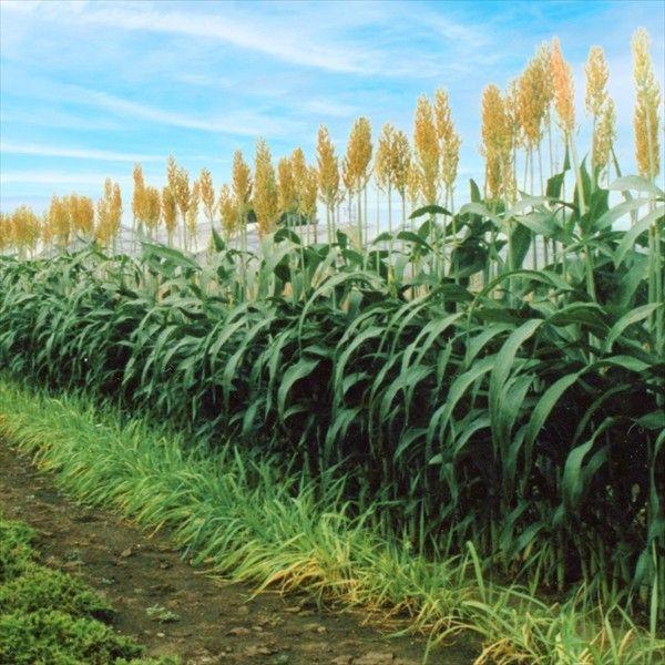 ●商品情報：草丈1.2〜1.5mと低く茎も太いので、台風でも倒伏しにくい極強タイプのソルゴー。防風・農薬飛散防止対策、間作利用に。●用途：防風・防虫・間作・農薬飛散防止●お届け状態：種子●播種目安：・暖地：4〜8月・中間地：5〜8月・寒地：...