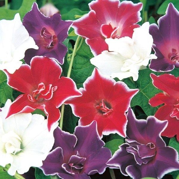 ユニークな花形。行燈仕立て・垣根に●商品情報：夏から秋にかけてグリーンカーテンに使える！日本の夏の風物詩アサガオ。●お届け状態：種●分類：1年草●花期(約)：7〜9月●草丈(約)：つる性 ※種子の粒数はおおよその目安を記載しております。実際...