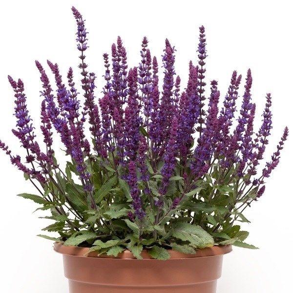 ●商品情報：スラリと伸びる美しい花穂。●お届け状態：種●分類：多年草●花期(約)：5〜7月●草丈(約)：40cm ※種子の粒数はおおよその目安を記載しております。実際の粒数とは多少差異がありますのでご了承下さい。また、粒の形状・大きさは、採...