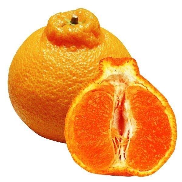 ●商品情報：一定基準をクリアした不知火が『デコポン』と呼ばれるカンキツ。最高糖度15度と極甘で、酸味もしっかりあって美味!※凸状にならないものが実る場合があります。●お届け状態：接木1年生根巻苗●分類：常緑樹●収穫期(約)：1月下旬〜●生長...