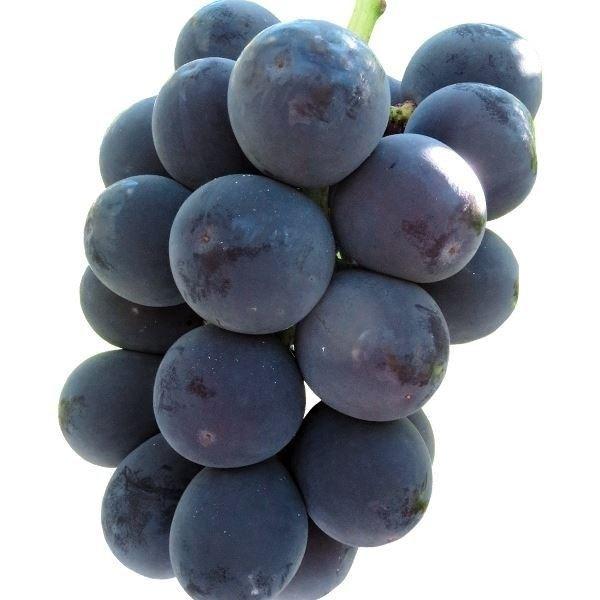 ●商品情報：「巨峰」や「ピオーネ」が赤熟れする地域が増えてきている昨今。この品種は高温下でも着色に優れる極大粒黒ブドウ!! ２回のジベレリン処理により、約２２ｇと「巨峰」「ピオーネ」より大玉の種なし果に。糖度約１９度と甘味も十分にあり、とっ...