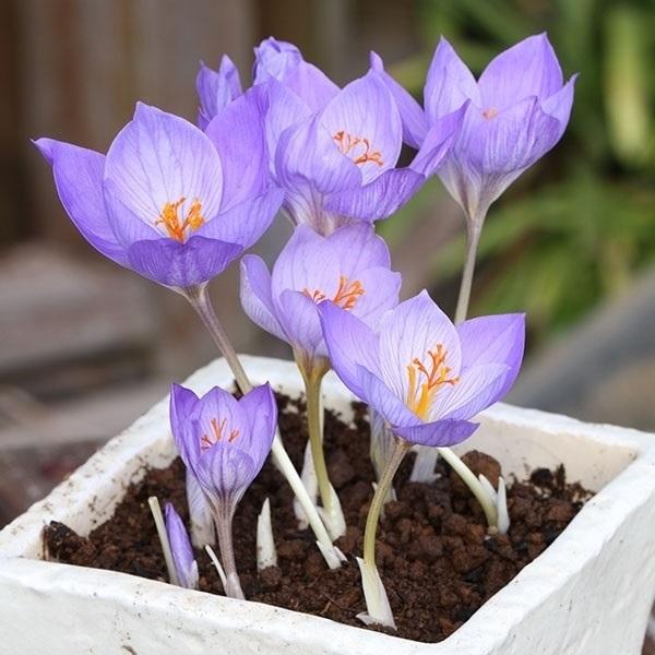 ●学名・英名：Crocus speciosus Conqueror●商品情報：植えっ放しOKの秋咲きクロッカス!!  クロッカスでは珍しい秋に咲く原種。麗しのライラックブルー。アヤメ科。●お届け状態：球根 (開花見込みサイズ)●開花期(約)...