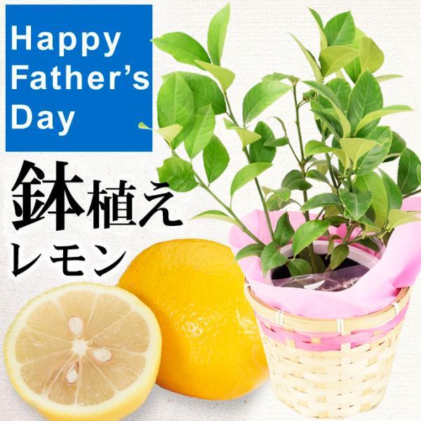 ■商品情報自分で育てたレモンは、皮ごと安心して食べられちゃいます！■備考植え替えは休眠期に行ってください。苗木は個体差があり樹形も異なることがあります。カゴ・ラッピング付きでお届けします。カゴ・ラッピングの色やサイズ指定はできません。メッセ...